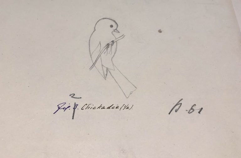 Henry Davis Minot and His Birds | Beehive