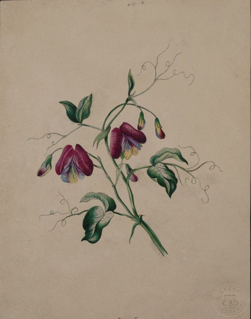 Drawings and Sketches by Sophia Francis Reed | Beehive