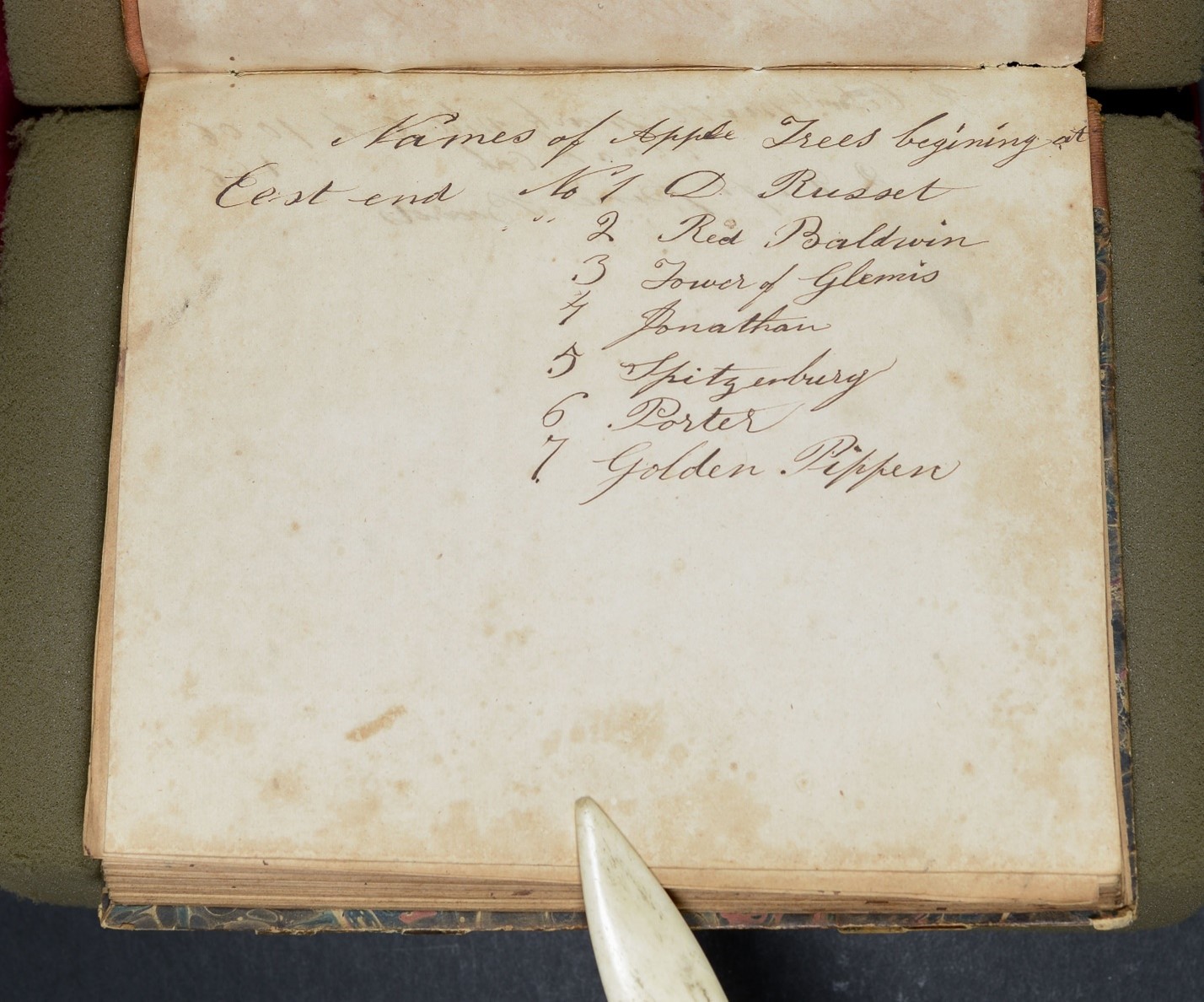 Apples and the MHS | Beehive