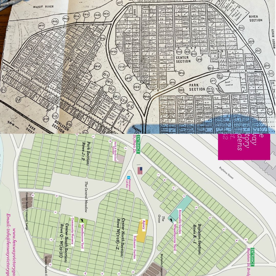 Knocking It Out of the Park: The Fenway Victory Gardens | Beehive